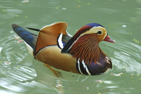 1 Aix china duck japan male mandarin animal animals attractive beak ...