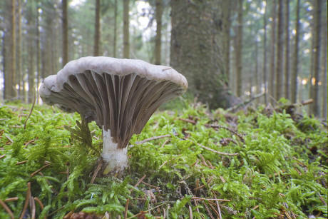 1 Gomphidiaceae Stock Pictures, Editorial Images and Stock Photos ...