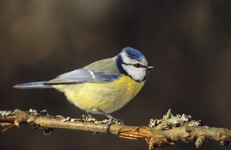 Blue Tit Parus Caeruleus Feeding Ground Editorial Stock Photo - Stock ...