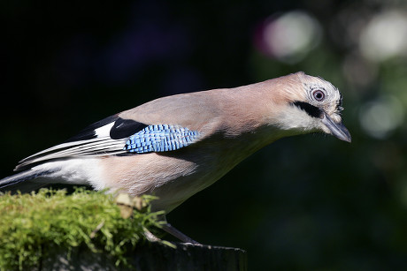 26 Jaybird Stock Pictures, Editorial Images and Stock Photos | Shutterstock