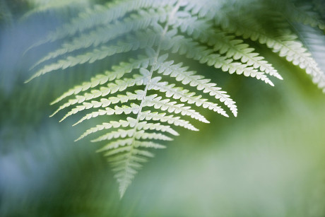 55 Twig shape Stock Pictures, Editorial Images and Stock Photos ...