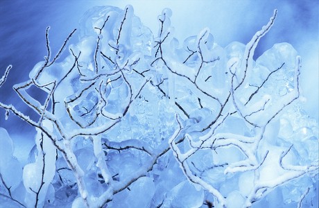 55 Twig shape Stock Pictures, Editorial Images and Stock Photos ...