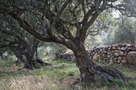 12 Enrooted Stock Pictures, Editorial Images and Stock Photos ...