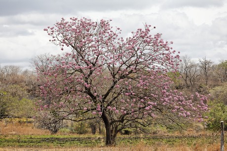 46 Guanacaste trees Stock Pictures, Editorial Images and Stock Photos ...