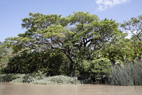 46 Guanacaste trees Stock Pictures, Editorial Images and Stock Photos ...