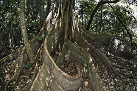 46 Guanacaste trees Stock Pictures, Editorial Images and Stock Photos ...