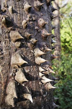 Sandbox Tree Hura Crepitans Bark Spines Editorial Stock Photo - Stock ...