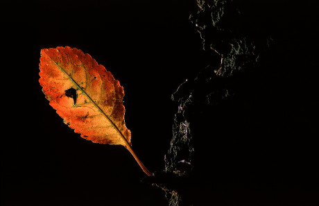 50 Shrivel Stock Pictures, Editorial Images and Stock Photos | Shutterstock