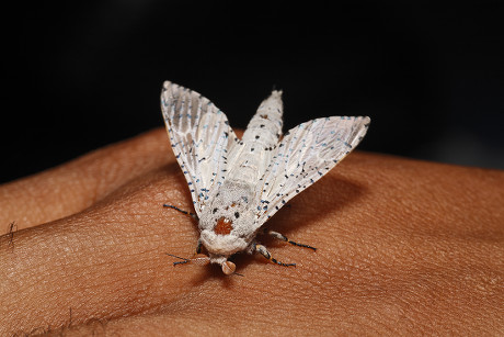 Moth Sungai Mahakam Eastkalimantan Borneo Indonesia Editorial Stock ...