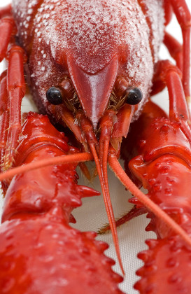 81 Sea crayfish Stock Pictures, Editorial Images and Stock Photos ...
