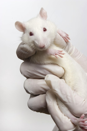 64 Lab rat Stock Pictures, Editorial Images and Stock Photos | Shutterstock