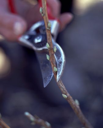 36 Snipping Stock Pictures, Editorial Images and Stock Photos ...