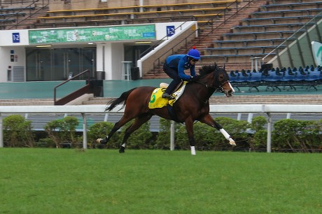 Sha Tin Straight Girl Morning Trackwork Editorial Stock Photo - Stock ...