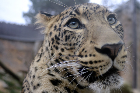 Persian Leopard Male Taian Editorial Stock Photo - Stock Image ...