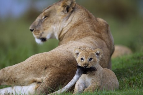 Lion Cub Looks Like Got Moustache Editorial Stock Photo - Stock Image ...