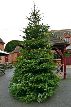 Christmas Tree Stable Yard Editorial Stock Photo - Stock Image ...