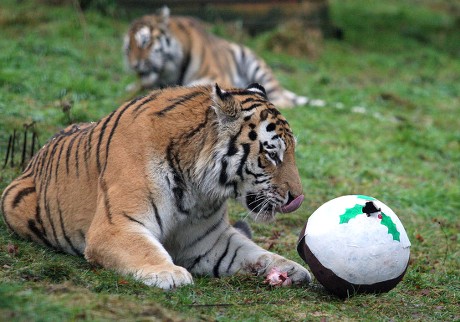 __COUNT__ imágenes de Tiger enjoys Christmas treat at the Highland ...