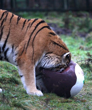 __COUNT__ imágenes de Tiger enjoys Christmas treat at the Highland ...