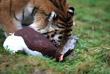 __COUNT__ imágenes de Tiger enjoys Christmas treat at the Highland ...