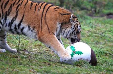 Marty Amur Tiger Enjoys Christmas Pudding Editorial Stock Photo - Stock ...