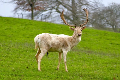 47 Culham court deer park Stock Pictures, Editorial Images and Stock ...
