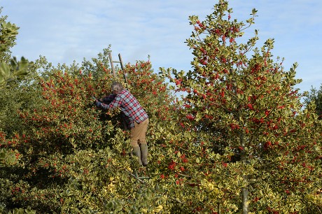 Nick Coller Trees Harvesting Holly Ludham Editorial Stock Photo - Stock ...