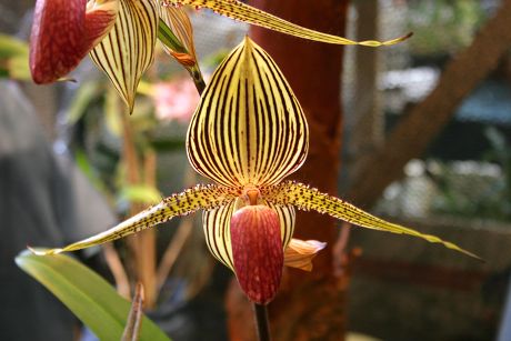 Paphiopedilum Rothschildianum Orchid Editorial Stock Photo - Stock ...