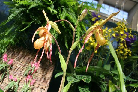 Phragmipedium Caudatum X Sargentianum Orchid Editorial Stock Photo ...