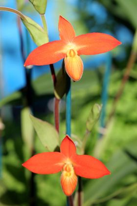 Phragmipedium Besseae Orchid Editorial Stock Photo - Stock Image ...