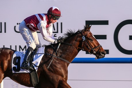 Dubai Meydan Race Track Mutahaddith Tadhg Editorial Stock Photo - Stock ...