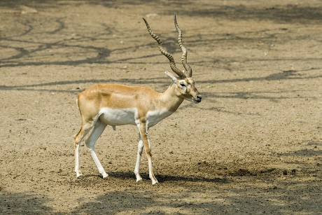 250 Antilope Stock Pictures, Editorial Images and Stock Photos ...