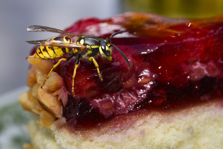 28 German yellowjacket Stock Pictures, Editorial Images and Stock ...