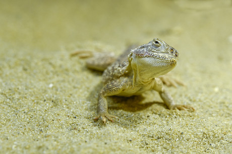 58 Sand monitor Stock Pictures, Editorial Images and Stock Photos ...