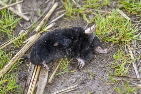 62 Common mole Stock Pictures, Editorial Images and Stock Photos ...