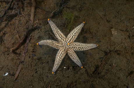 Genetical Mutation Starfish Distolasterias Nipon Sixrays Editorial ...