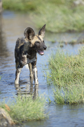African Wild Dog Lycaon Pictus Young Editorial Stock Photo - Stock ...
