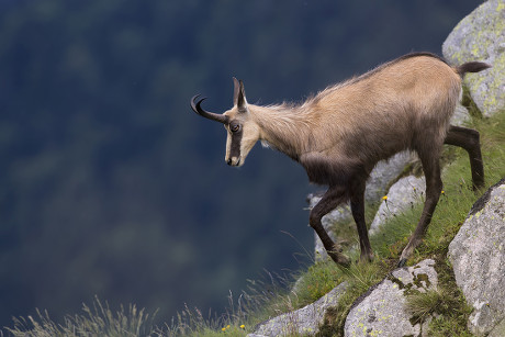 250 Goat walks Stock Pictures, Editorial Images and Stock Photos ...