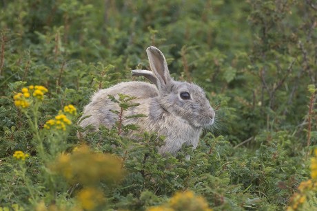Wild Common Rabbit Oryctolagus Cuniculus Texel Editorial Stock Photo ...