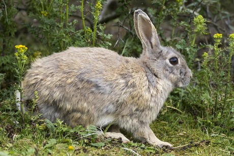 250 Common hare Stock Pictures, Editorial Images and Stock Photos ...