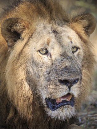 250 Lion's mane Stock Pictures, Editorial Images and Stock Photos ...
