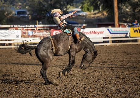 Bareback Bronc Competition Philomath Rodeo Philomath Editorial Stock ...