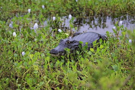 34 Common caiman Stock Pictures, Editorial Images and Stock Photos ...