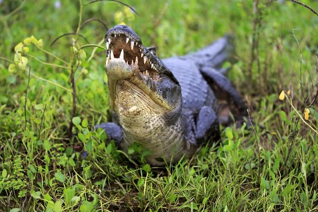 34 Common caiman Stock Pictures, Editorial Images and Stock Photos ...
