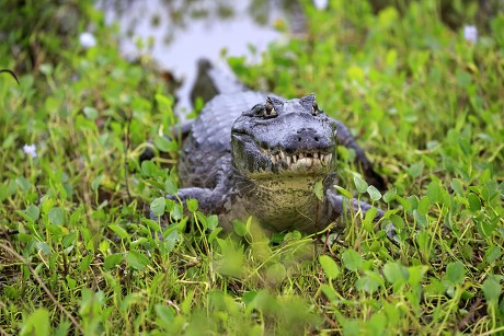 34 Common caiman Stock Pictures, Editorial Images and Stock Photos ...