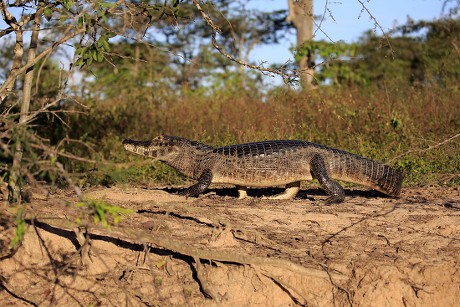 34 Common caiman Stock Pictures, Editorial Images and Stock Photos ...