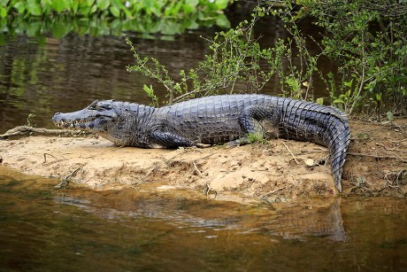 34 Common caiman Stock Pictures, Editorial Images and Stock Photos ...