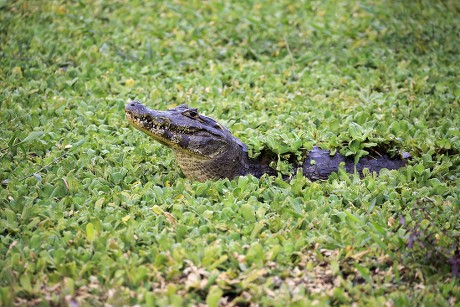 34 Common caiman Stock Pictures, Editorial Images and Stock Photos ...