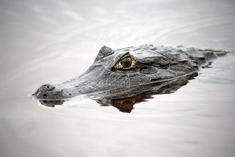 34 Common caiman Stock Pictures, Editorial Images and Stock Photos ...