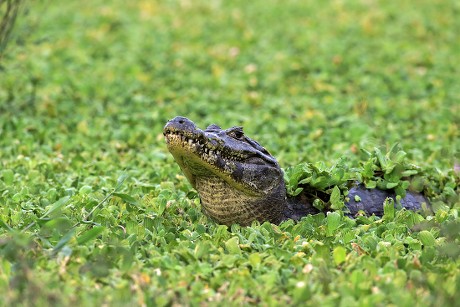 34 Common caiman Stock Pictures, Editorial Images and Stock Photos ...