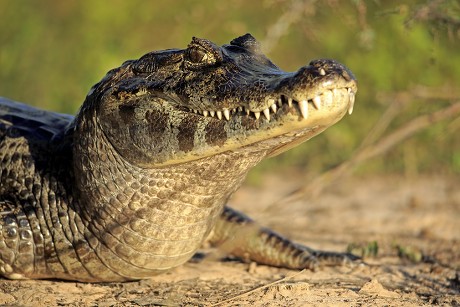 34 Common caiman Stock Pictures, Editorial Images and Stock Photos ...